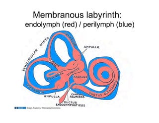 Membranous Labyrinth Histology