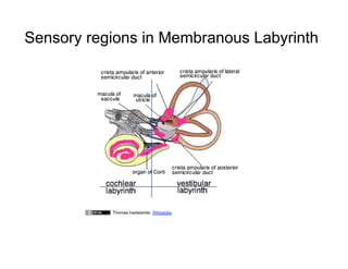Membranous Labyrinth Histology