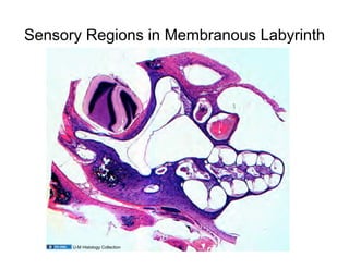 Membranous Labyrinth Histology