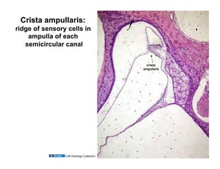 Crista Ampullaris Histologie
