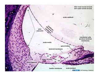 Basilar Membrane Histology