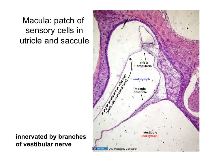 03.18.09(d): Ear Histology