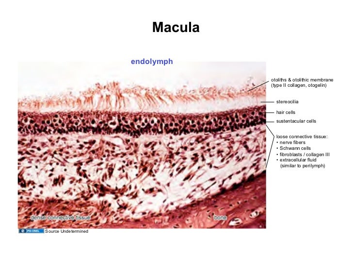 03.18.09(d): Ear Histology