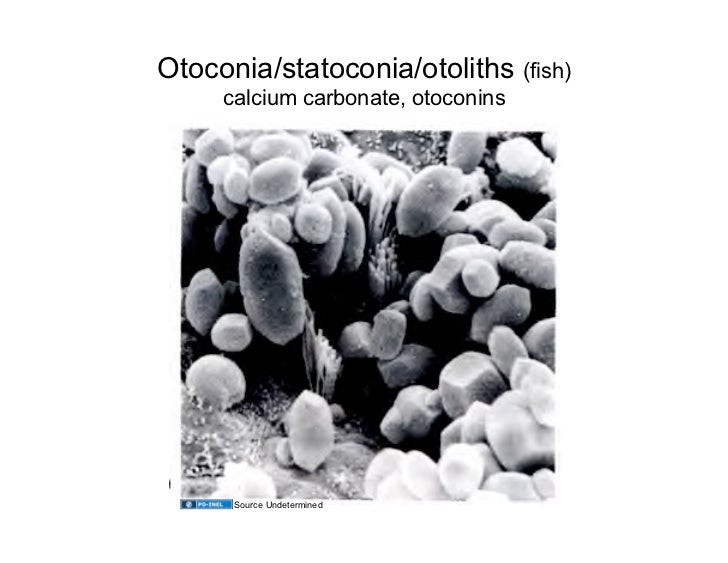 03.18.09(d): Ear Histology