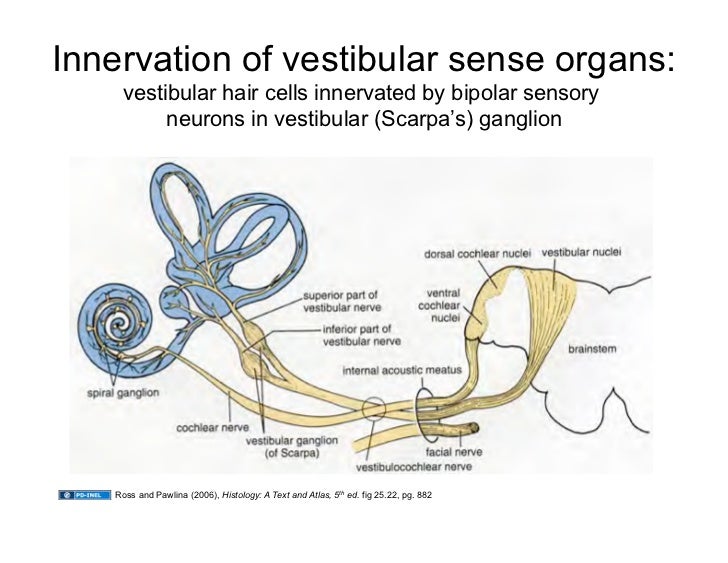 03.18.09(d): Ear Histology