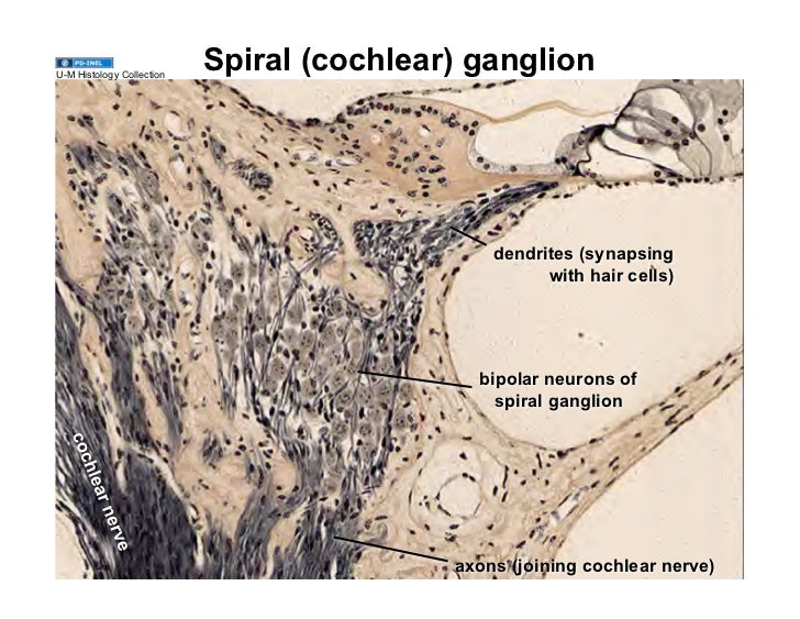 03.18.09(d): Ear Histology