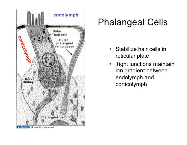 03.18.09(d): Ear Histology