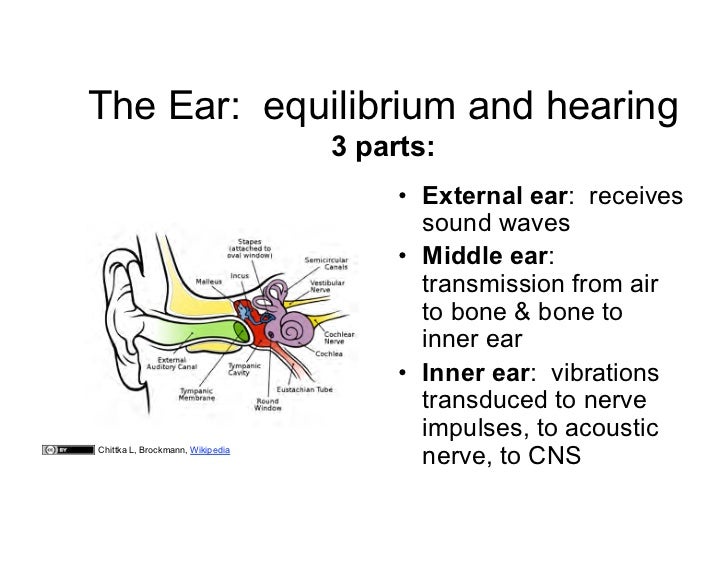 03.18.09(d): Ear Histology