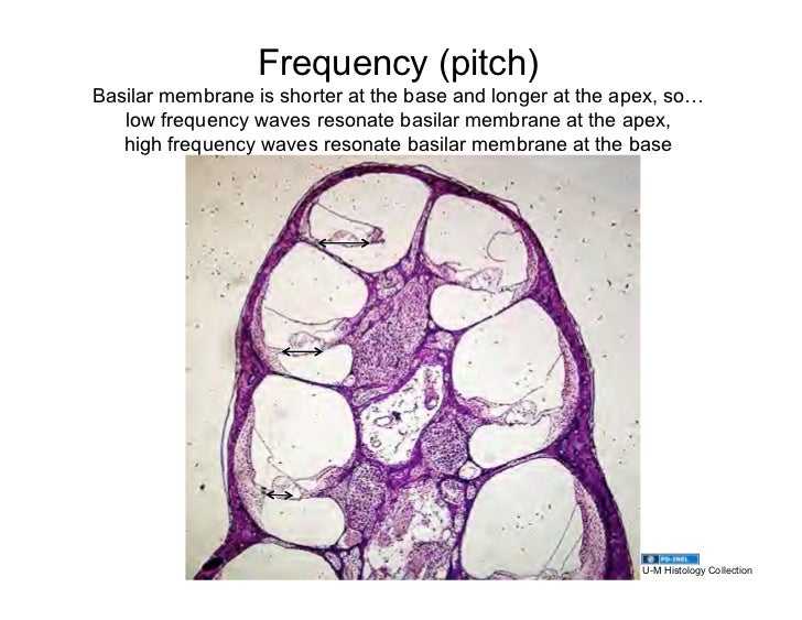 Basilar Membrane Histology