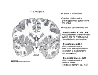 03.19.09: Limbic System | PDF
