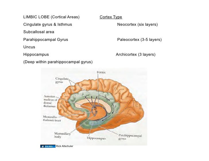 03.19.09: Limbic System
