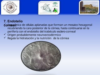 031 Anatomía clínica de la cornea y la esclera - LOM.pptx