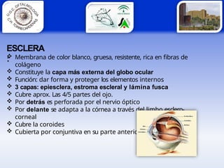 031 Anatomía clínica de la cornea y la esclera - LOM.pptx