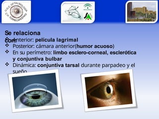 031 Anatomía clínica de la cornea y la esclera - LOM.pptx