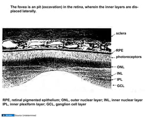 03.20.09: Retina and Visual System | PDF