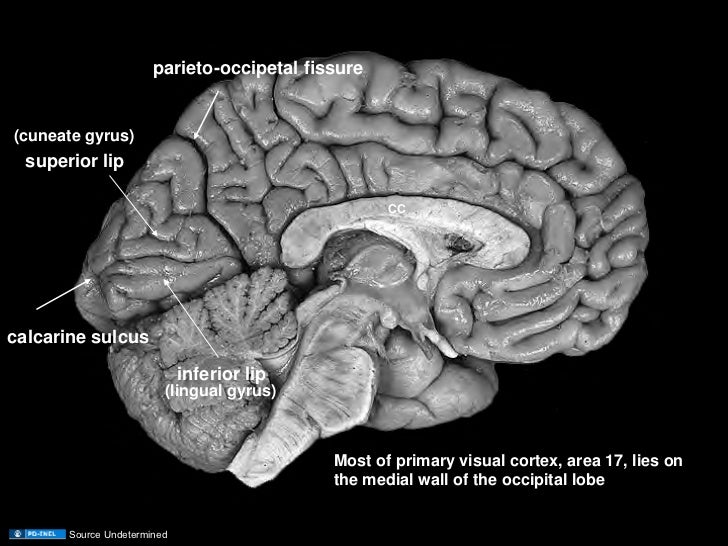 03.20.09: Retina and Visual System