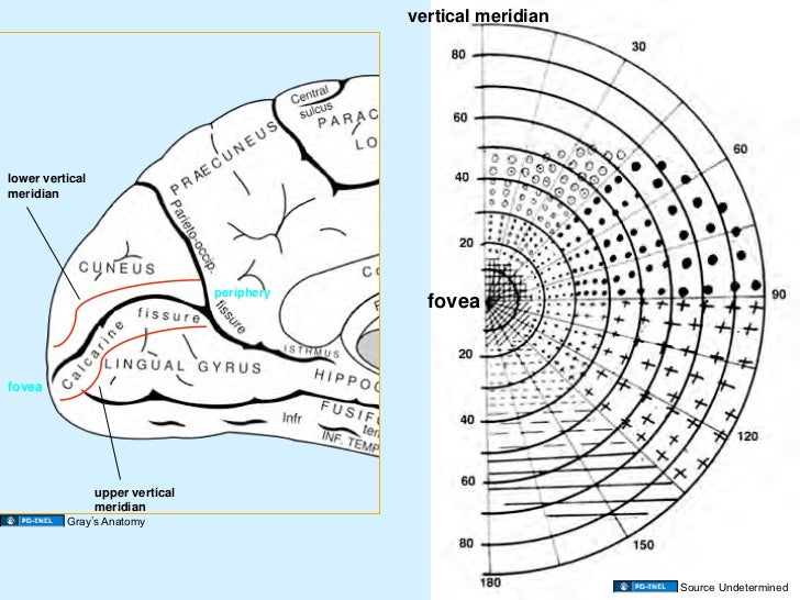 03.20.09: Retina and Visual System