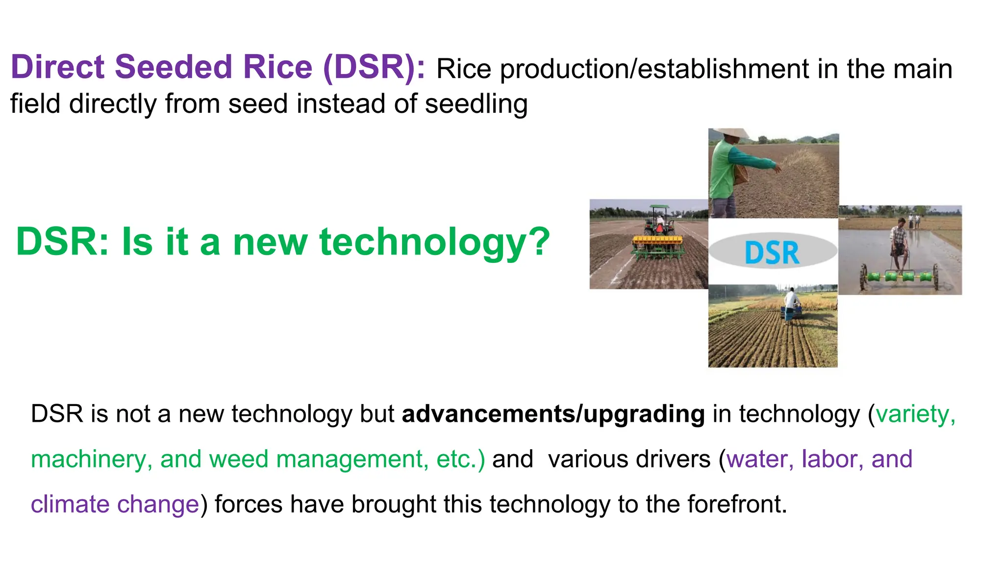 Direct Seeded Rice - Climate Smart Agriculture | PDF