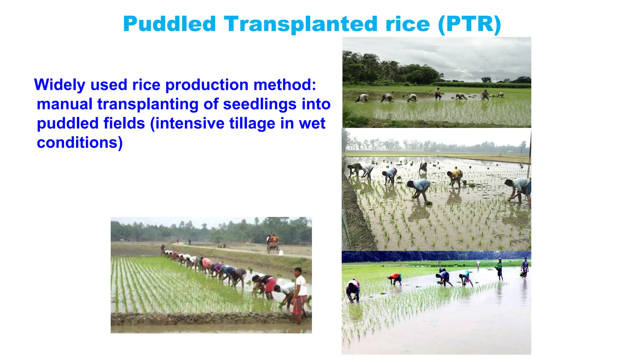 Direct Seeded Rice - Climate Smart Agriculture | PDF