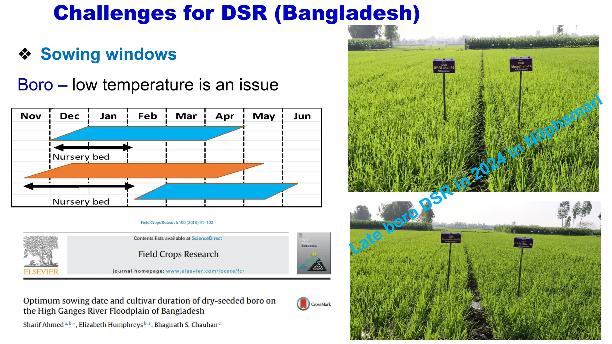 Direct Seeded Rice - Climate Smart Agriculture | PDF | Agriculture ...