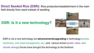 Direct Seeded Rice - Climate Smart Agriculture | PDF