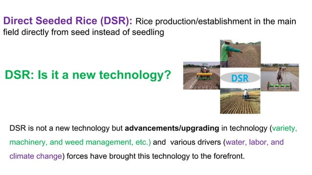 Direct Seeded Rice - Climate Smart Agriculture | PDF | Agriculture ...