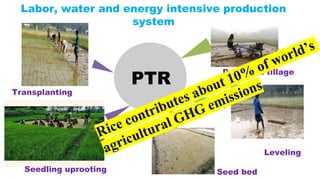 Direct Seeded Rice - Climate Smart Agriculture | PDF