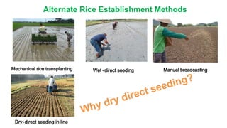 Direct Seeded Rice - Climate Smart Agriculture | PDF