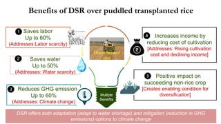 Direct Seeded Rice - Climate Smart Agriculture | PDF