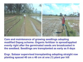 0329 SRI, TQPM, SRI(modified), and Minus-One Element in SPISP | PPT