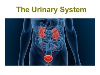 physiology and anatomy of urinary system | PPT