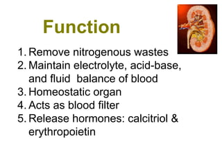 physiology and anatomy of urinary system | PPT