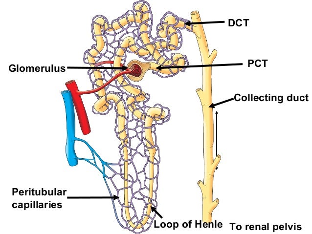physiology and anatomy of urinary system