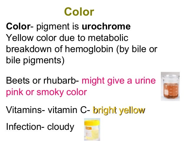 physiology and anatomy of urinary system