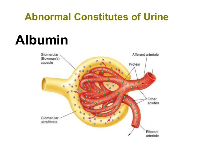albumine urine normaalwaarde - DrBeckmann