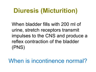 Anatomy and physiology urinary system | PPT