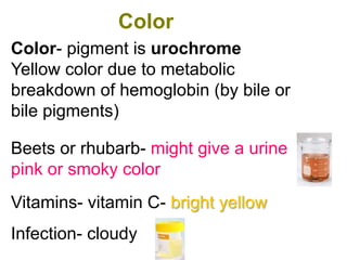 Anatomy and physiology urinary system | PPT