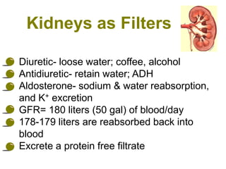 Anatomy and physiology urinary system | PPT