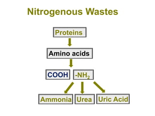 Anatomy and physiology urinary system | PPT