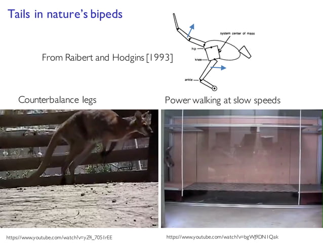 Structural Changes for Bipedalism | PPT