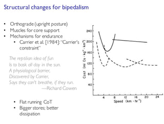Structural Changes for Bipedalism | PPT