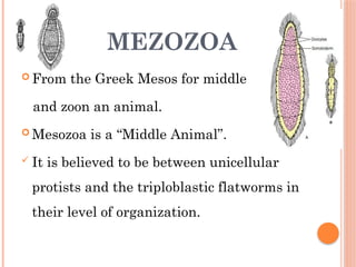 Rhomozoa_Everyrthing is explained about it! | PPTX