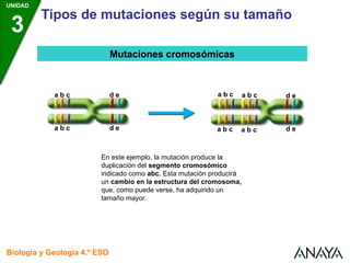 Tipos de mutaciones según su tamaño..... | PPT