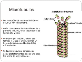 biologia_celula_citoesqueleto_celular.ppt