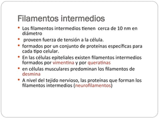 biologia_celula_citoesqueleto_celular.ppt