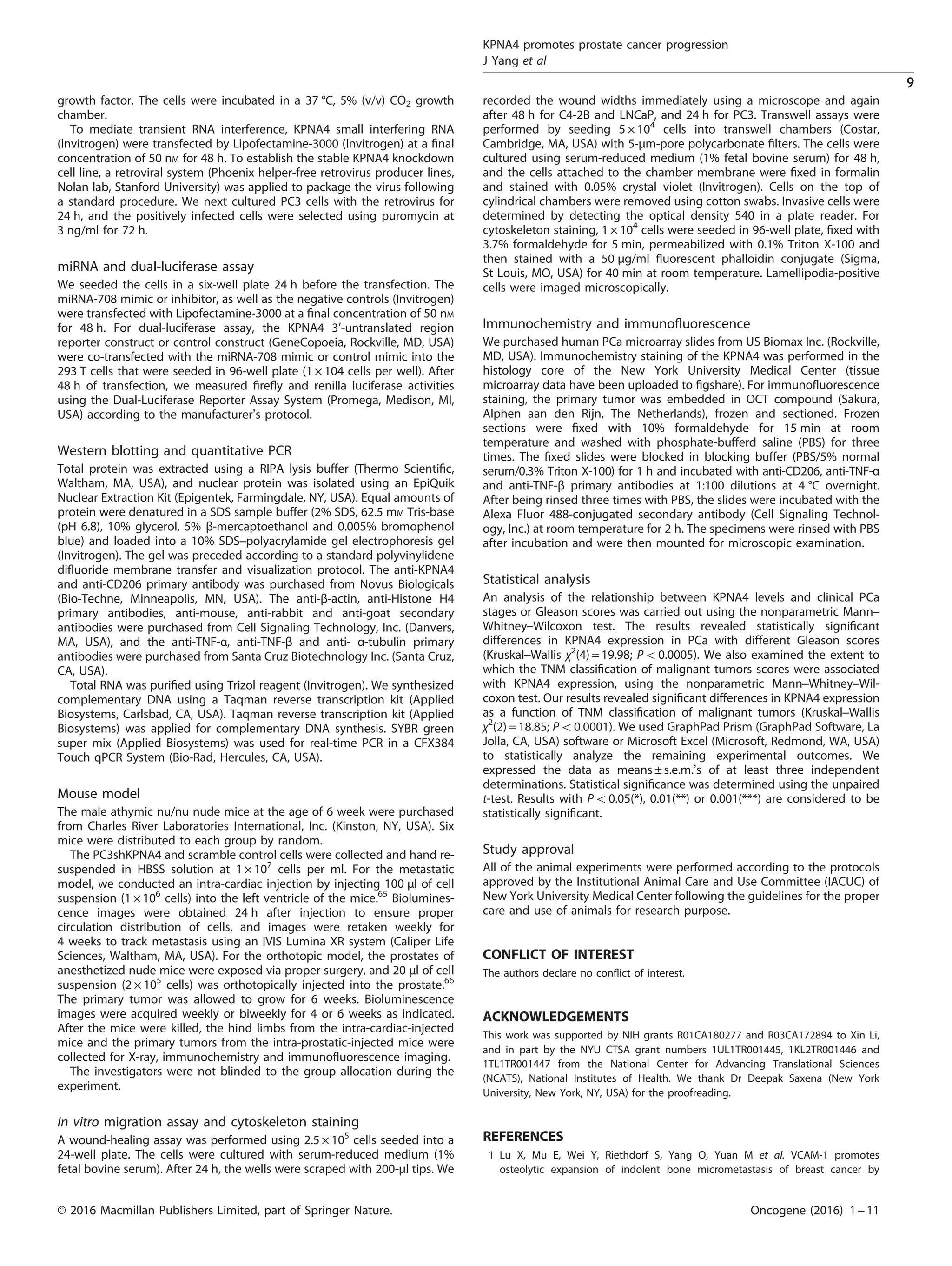 Inhibition of KPNA4 Attenuates Prostate Cancer Metastasis | PDF