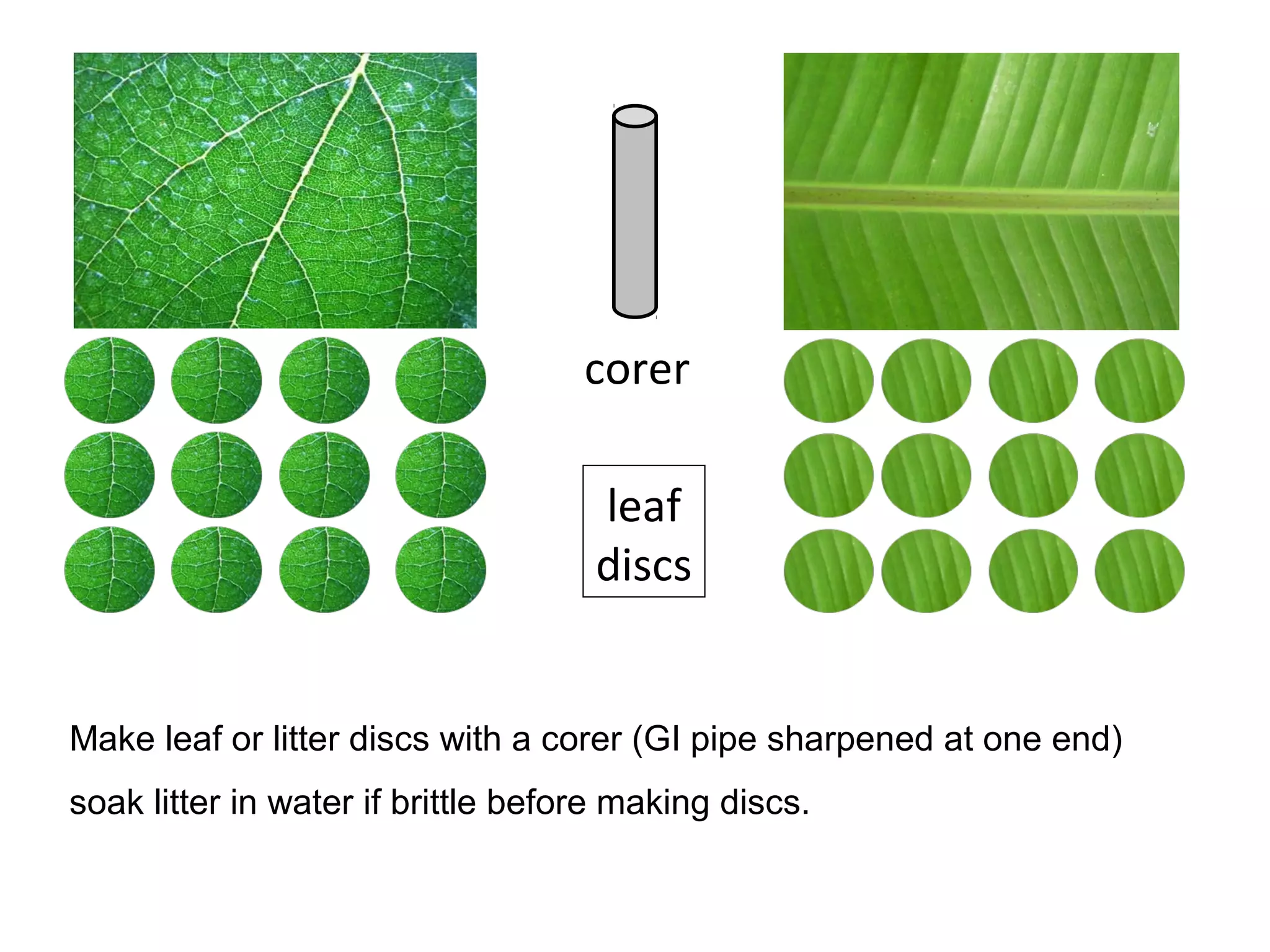 036 decomposition in nature | PPT