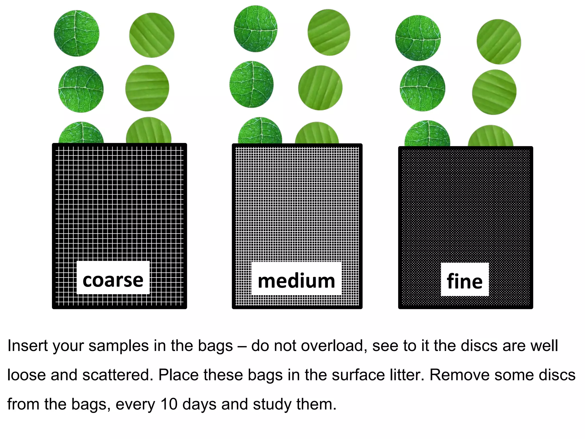 036 decomposition in nature | PPT