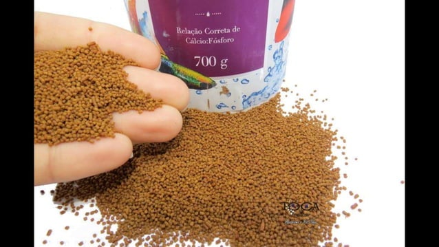 Fish feed | PPTX