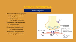 03 Action Potential & Synaptic Transmission.pptx